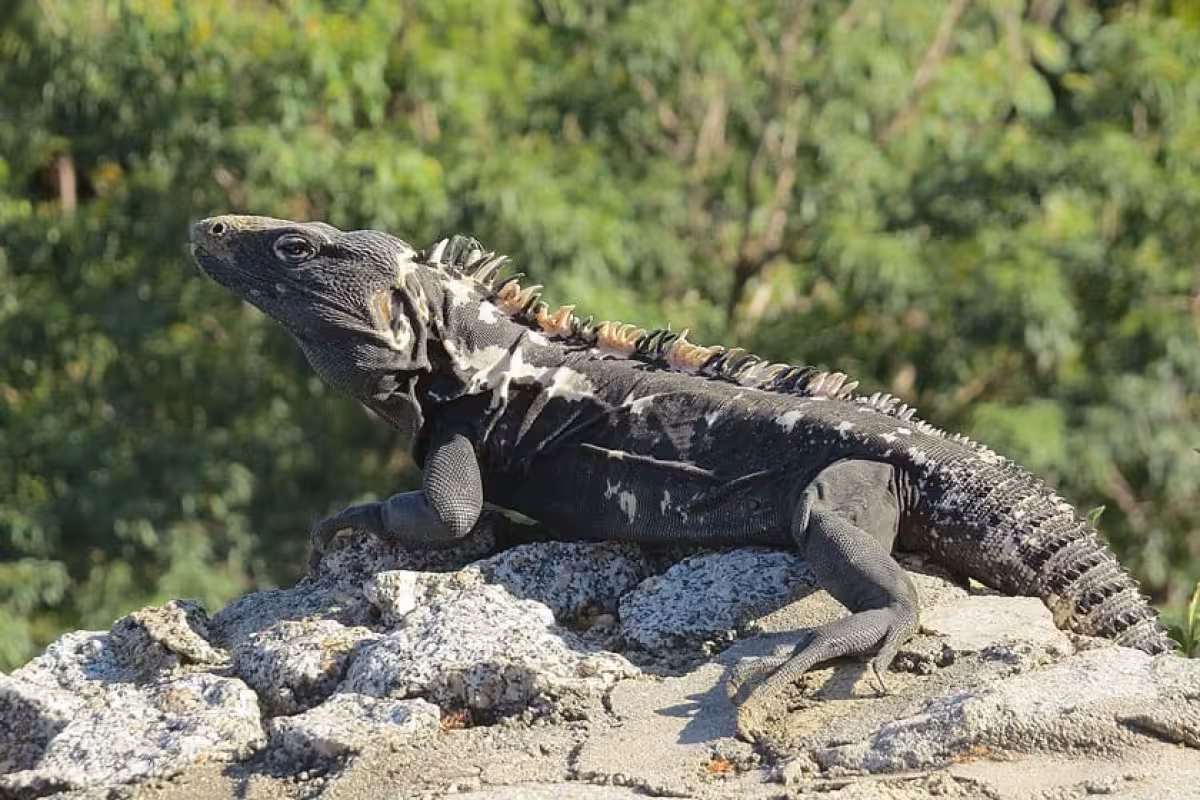 Iguana negra de cola espinosa, vulnerable reptil de la Península de ...