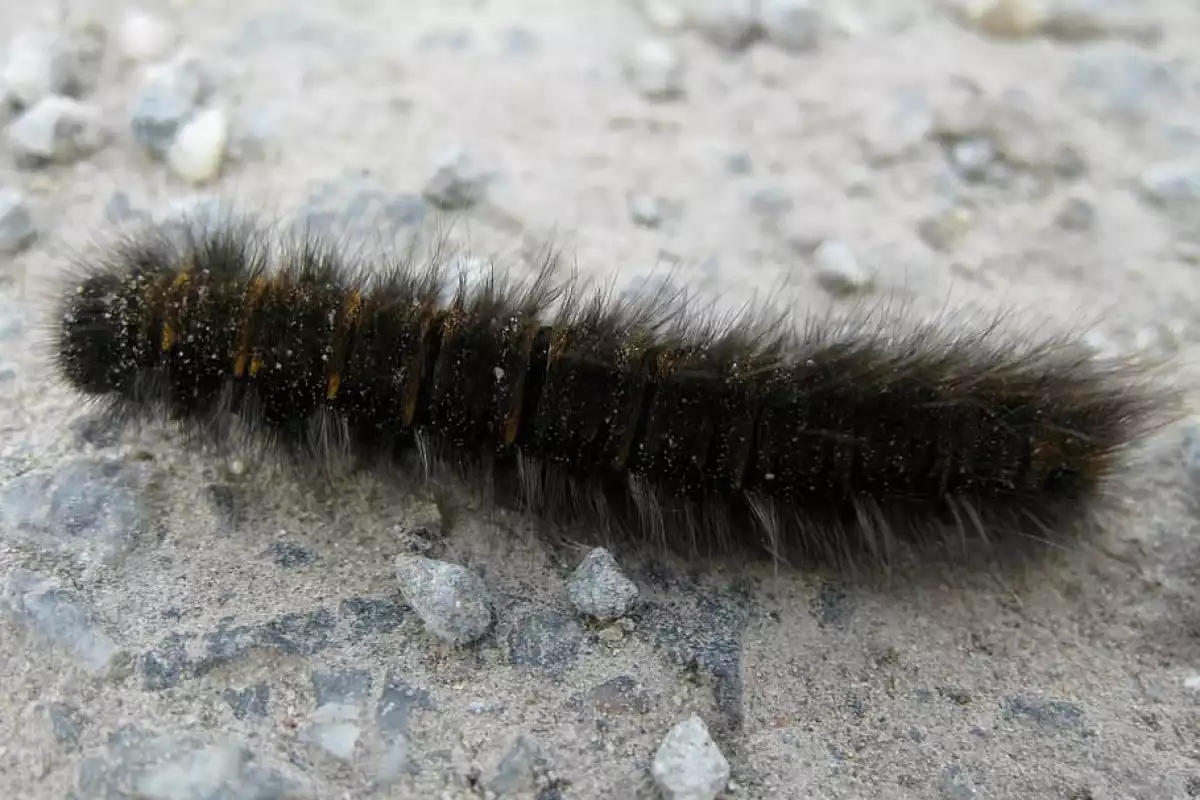 El 'gusano de la calentura' que habita en Yucatán; todo lo que debes ...