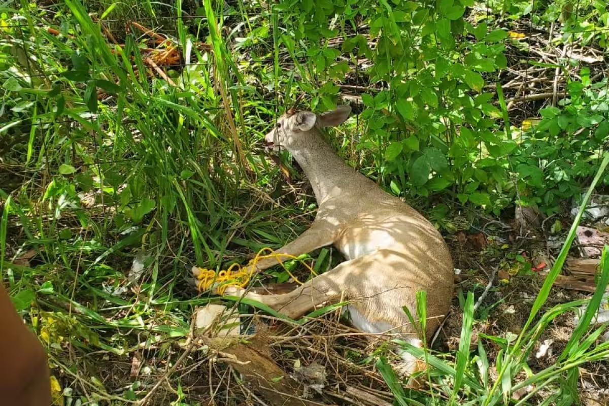 Pobladores rescatan a venado atrapado en un alambrado en Cozumel - PorEsto