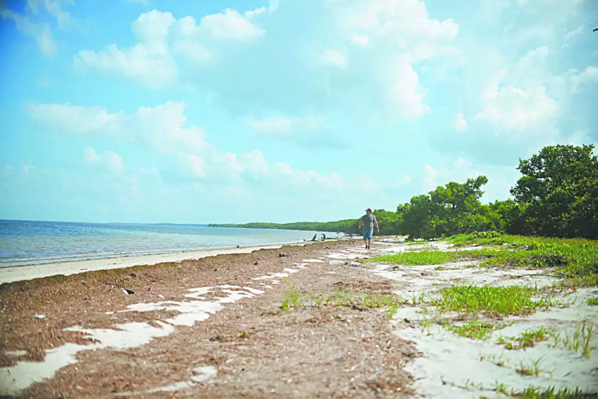 Sargazo invade playas de Yucatán: en Chabihau y Santa Clara causa malos ...
