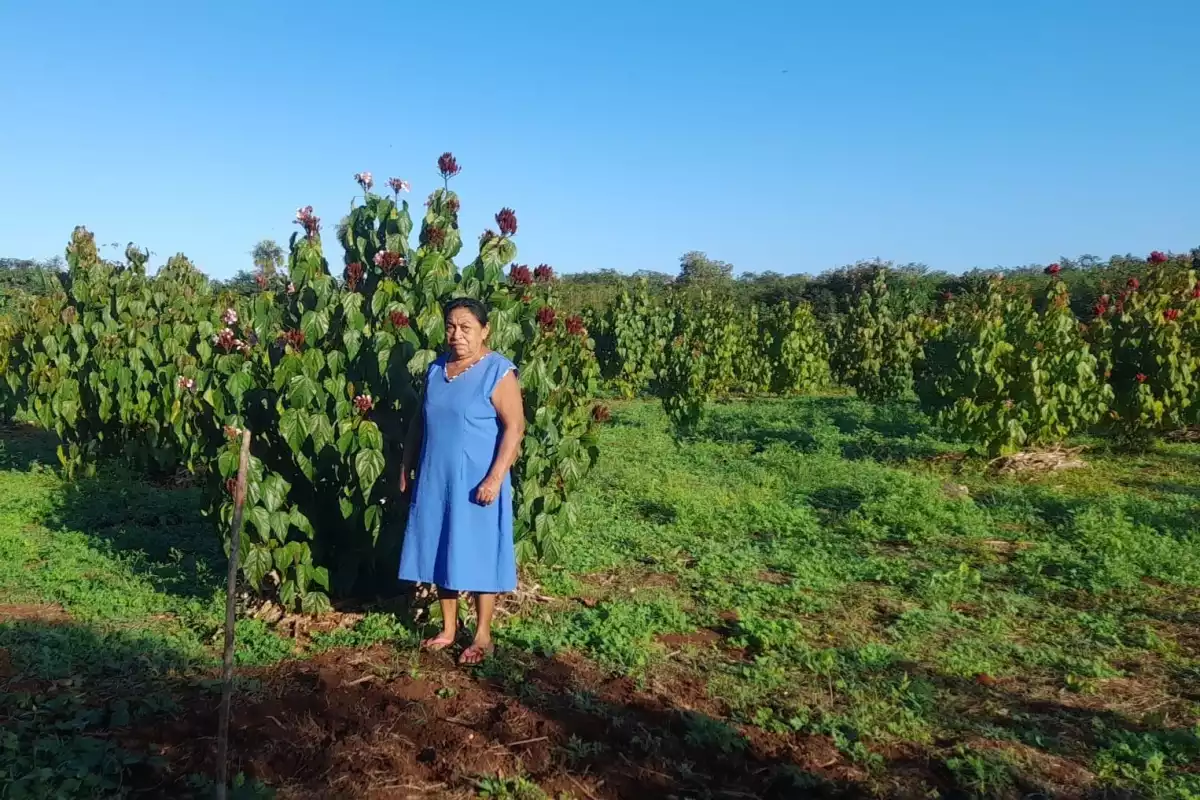 Reactivan el cultivo y la venta del achiote en Lázaro Cárdenas - PorEsto