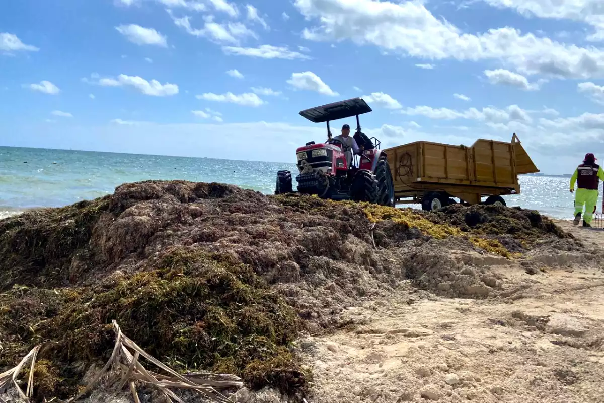 Arribo anticipado de sargazo: Detectan más de 8 mil toneladas en el ...