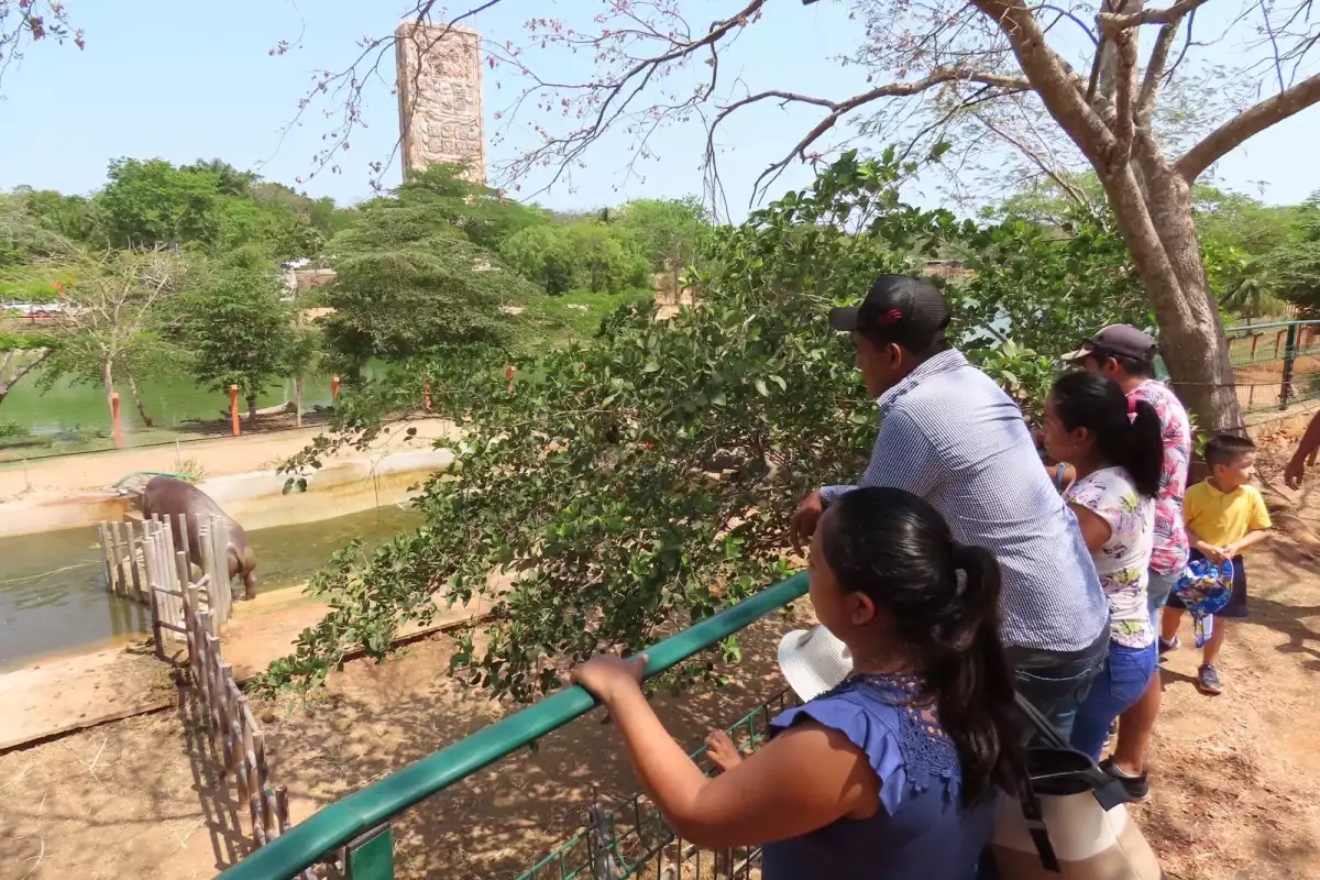 ¿Abrirán los zoológicos Centenario y Animaya de Mérida este jueves 1 de ...