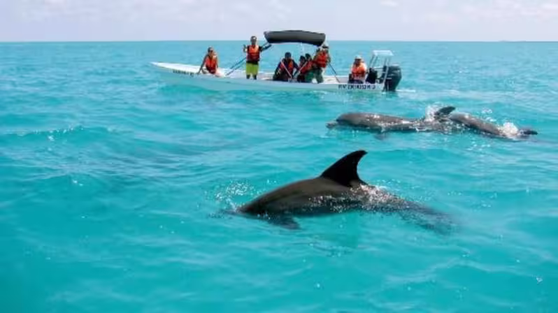 La magia de los delfines en Isla Arena, Campeche - PorEsto