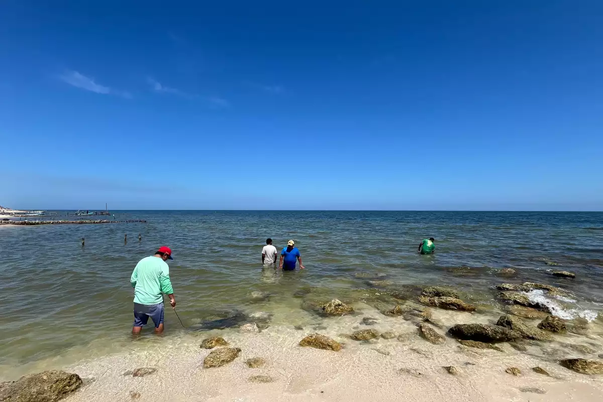 Yucatán crea nuevas zonas de refugio pesquero en Telchac Puerto y ...