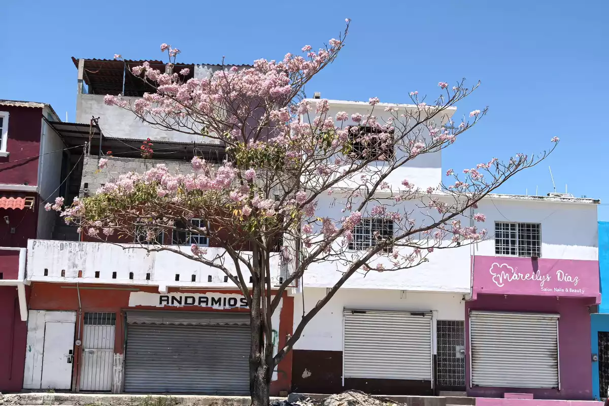 Cambio climático adelanta la floración del maculí en Campeche; expertos ...