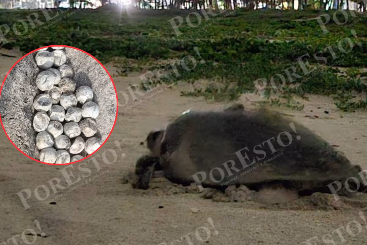 Récord en Laguna de Términos: reportan más de 4 mil nidos y 120 mil ...