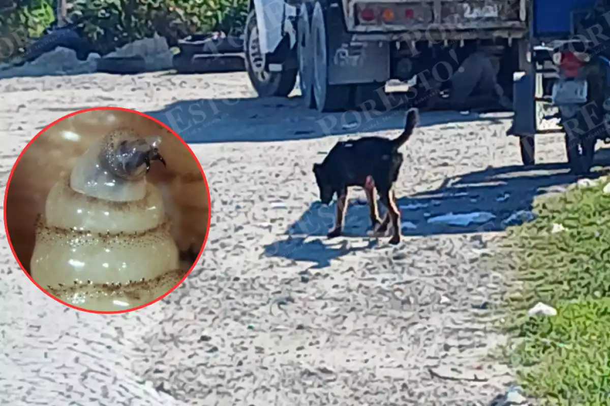Alertan en Escárcega por perro herido en colonia Fátima; temen contagio ...