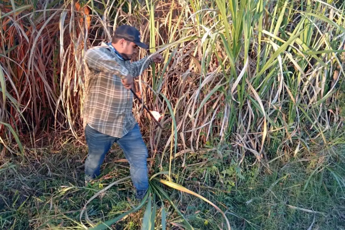 Arrancó la Zafra 2025-2026 en Quintana Roo - PorEsto