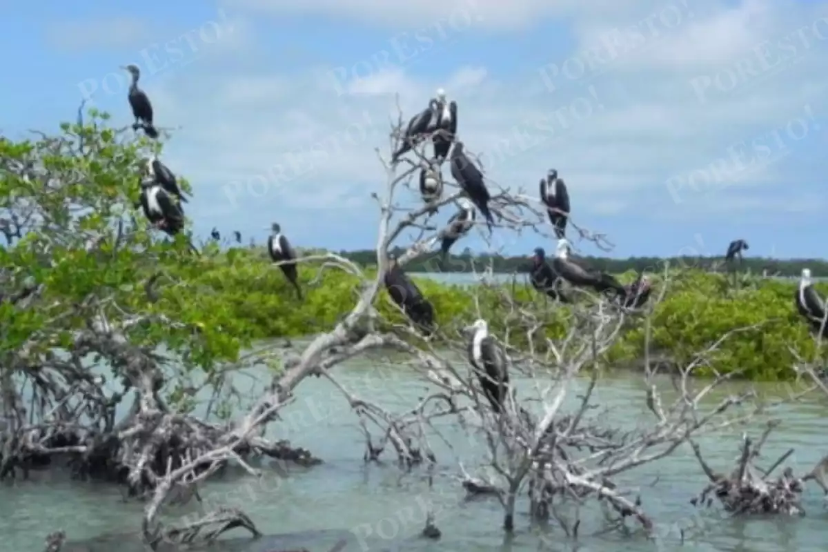 Campeche, paraíso de aves en riesgo por caza ilegal: 489 especies ...