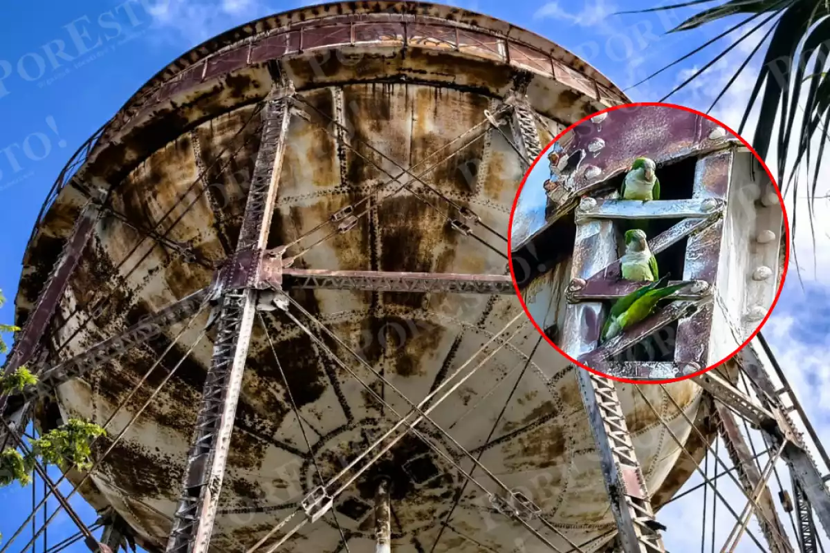 Tanque elevado deteriorado se convierte en refugio de loros en Ciudad ...