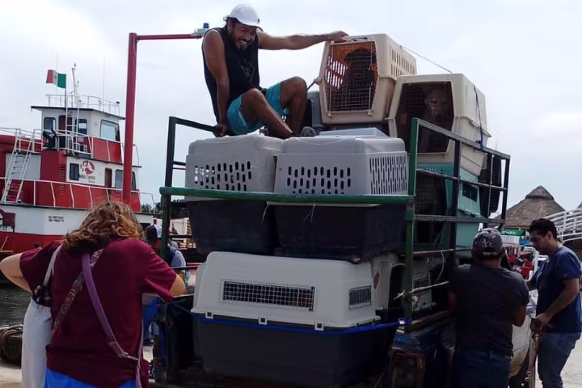 Refugio Alma Verde de Holbox evacua más de 50 mascotas por el huracán ...