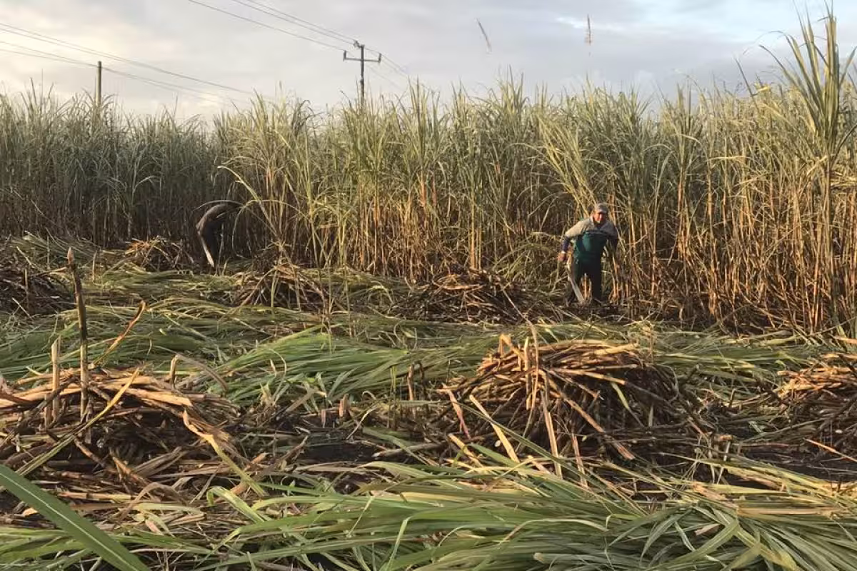Sector cañero de Chetumal sufre pérdidas ante la importación masiva del ...