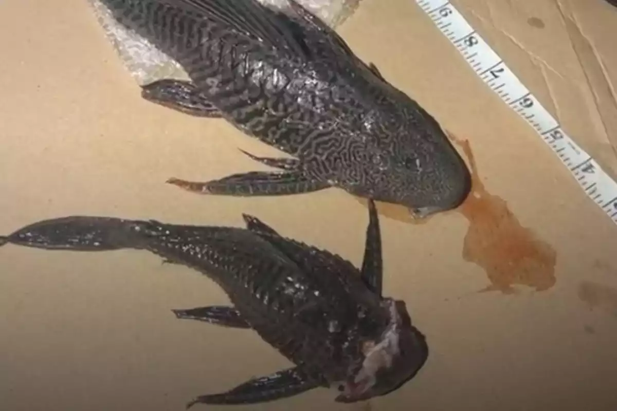 Reportan nuevas apariciones del pez diablo en Chetumal - PorEsto