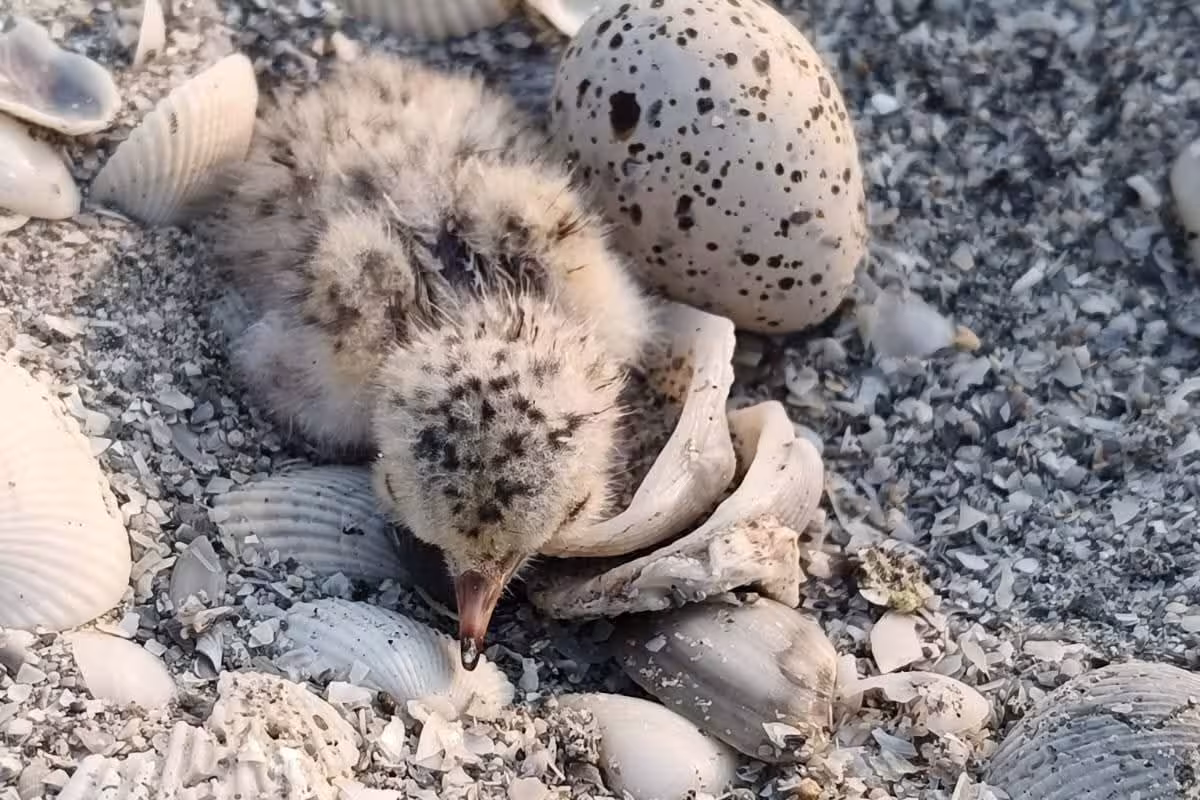 El charrán mínimo inicia su anidación más temprano en Playa Norte de ...