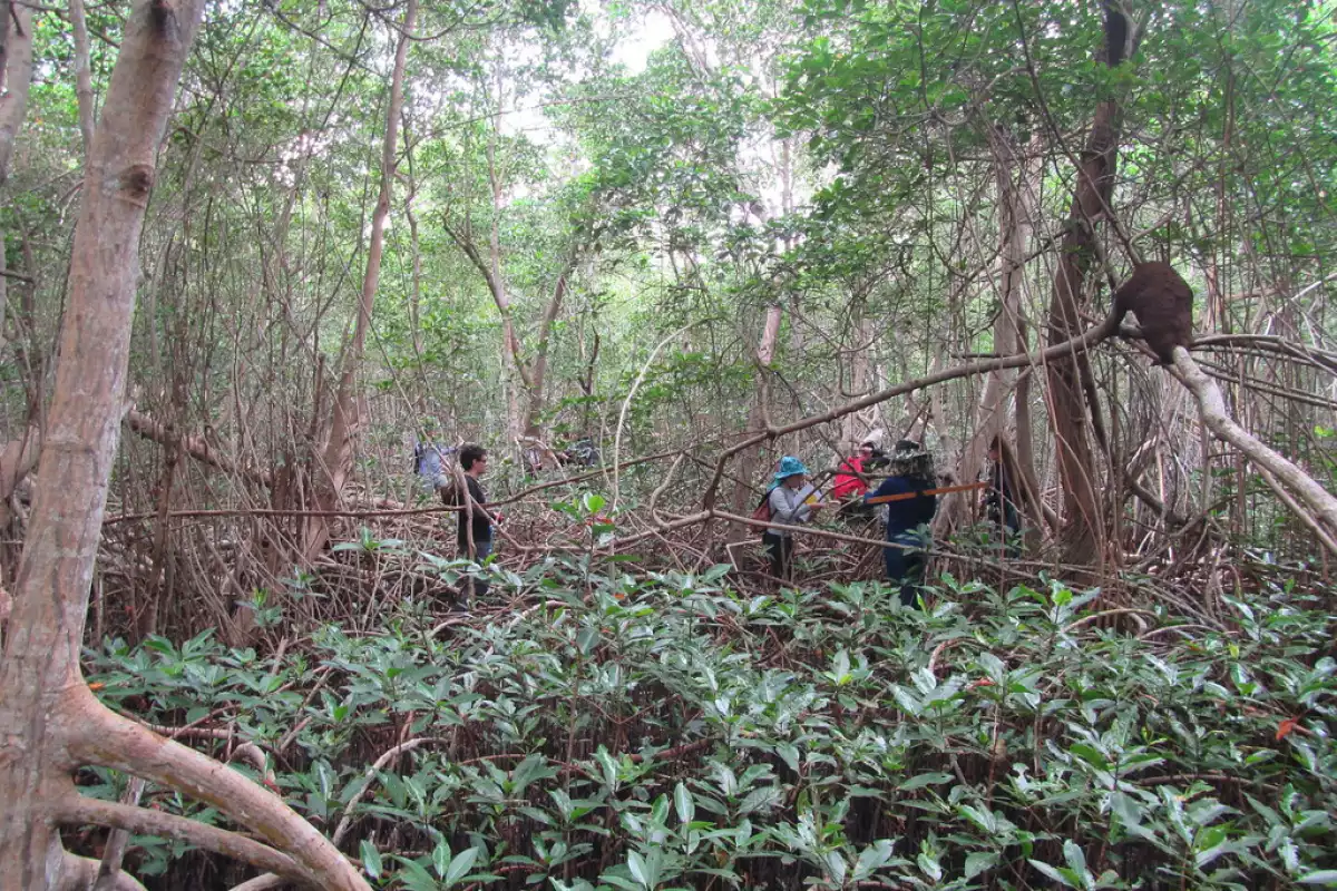 Mangle blanco, ¿En qué zonas de Yucatán se encuentra y por qué está ...