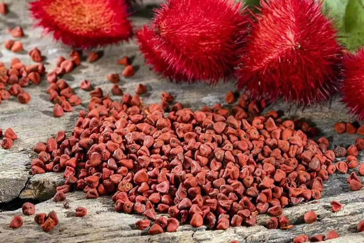 Semillas de tradición: Así se cultiva y cocina el achiote en Campeche ...