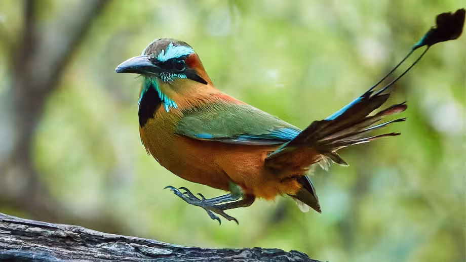 Instante preciso: captan a pájaro toh realizando salto en Mérida - PorEsto