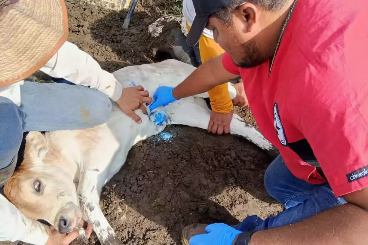 Gusano barrenador en humanos: Síntomas de la miasis en una persona y cómo puede contagiarse ...