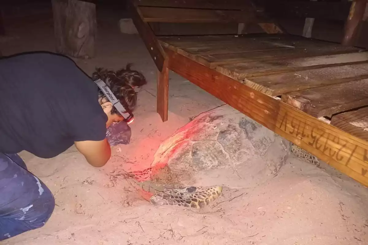 En Campeche, 366 tortugas de carey han llegado a anidar - PorEsto