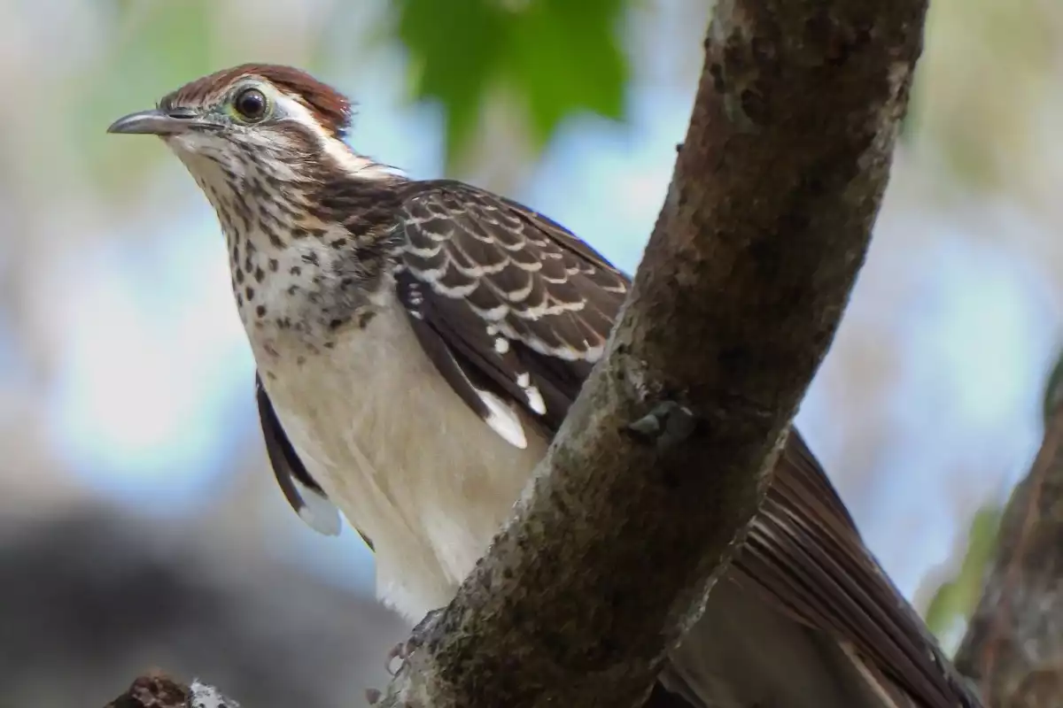 Cuclillo faisán, la misteriosa ave que habita en los montes de Yucatán ...