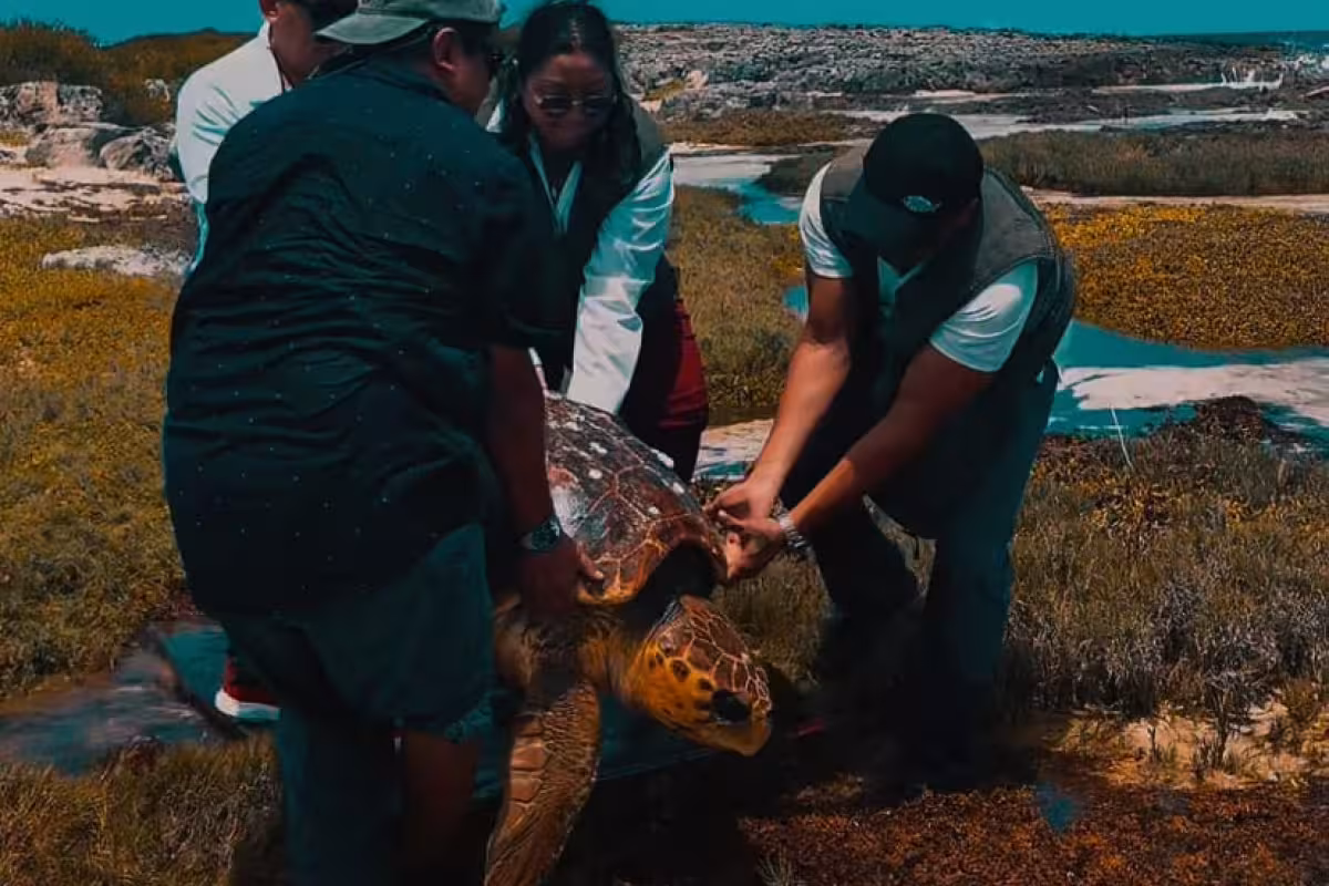 Rescatan con éxito a tortuga caguama de más de 100 kilogramos varada en ...