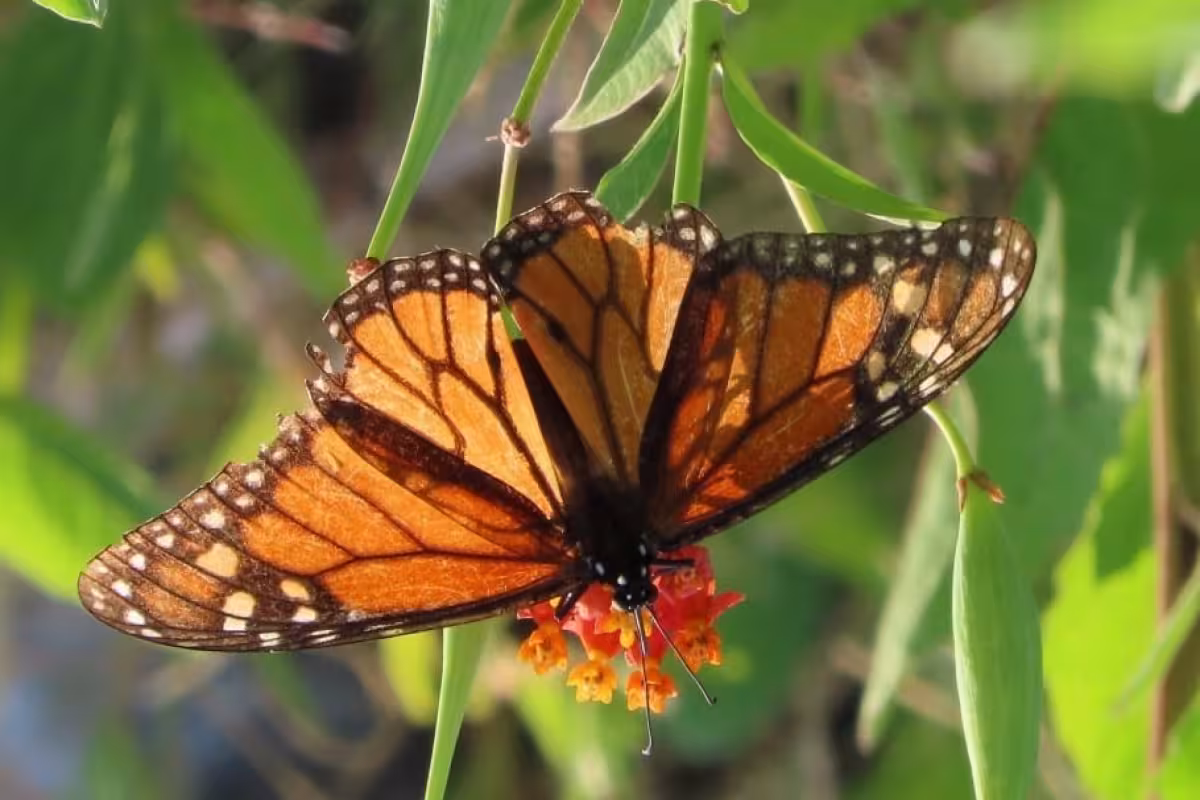Paola, la mariposa monarca liberada en Cuba que logró llegar hasta ...