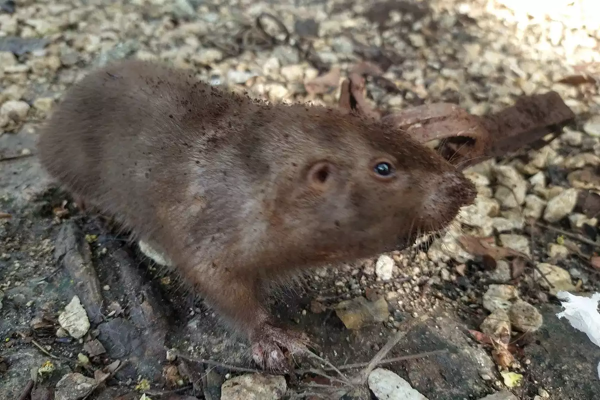 Curativa y sabrosa: Conoce el valor gastronómico de la tuza en zonas ...
