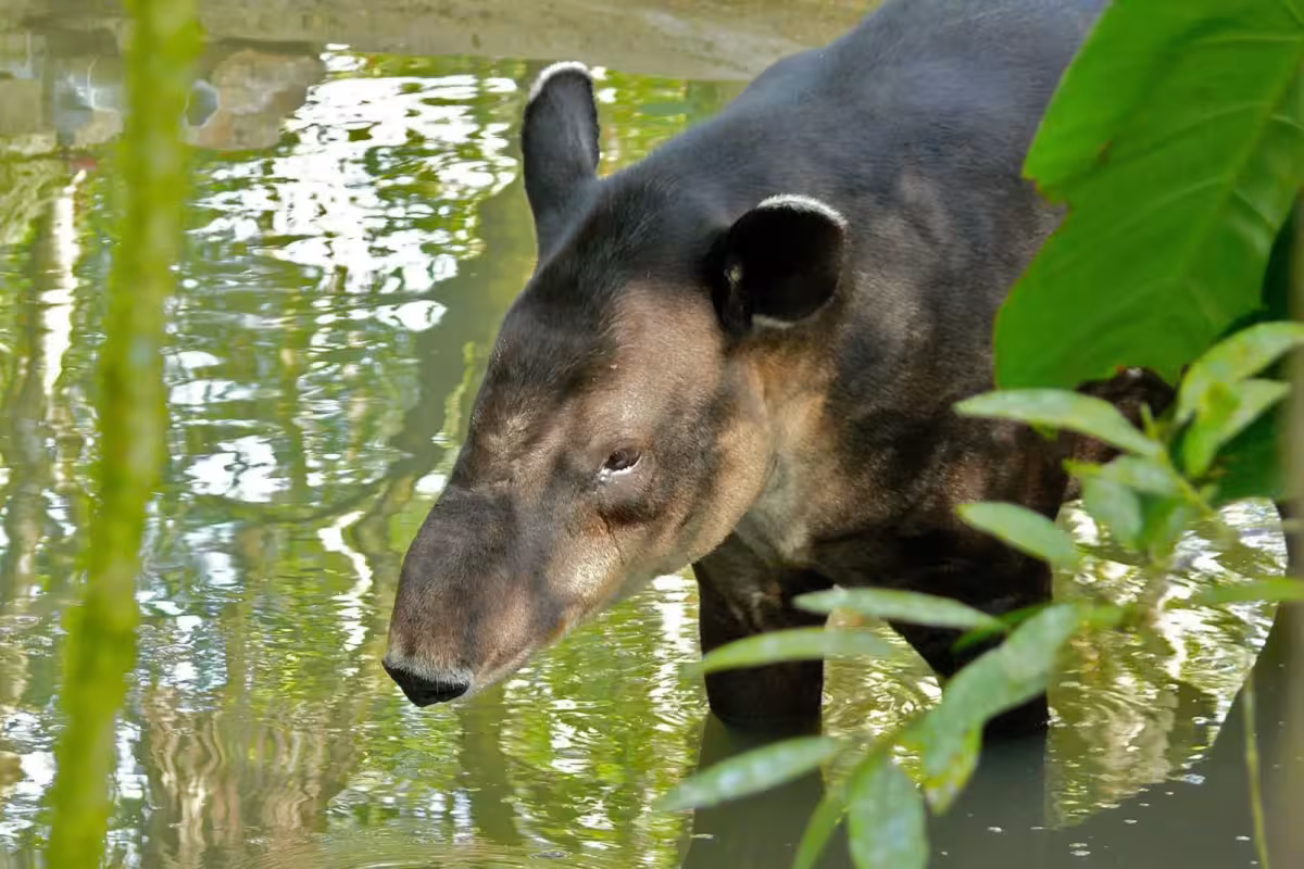 Tapir, por esta razón es considerado el arquitecto de las selvas, ¿Aún ...