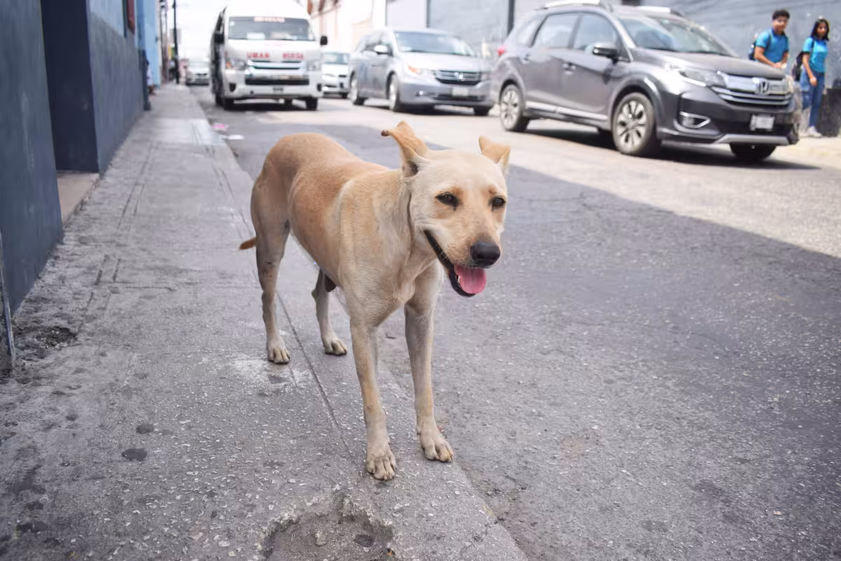 Suman en Yucatán 124 casos de mordeduras de perros a personas - PorEsto