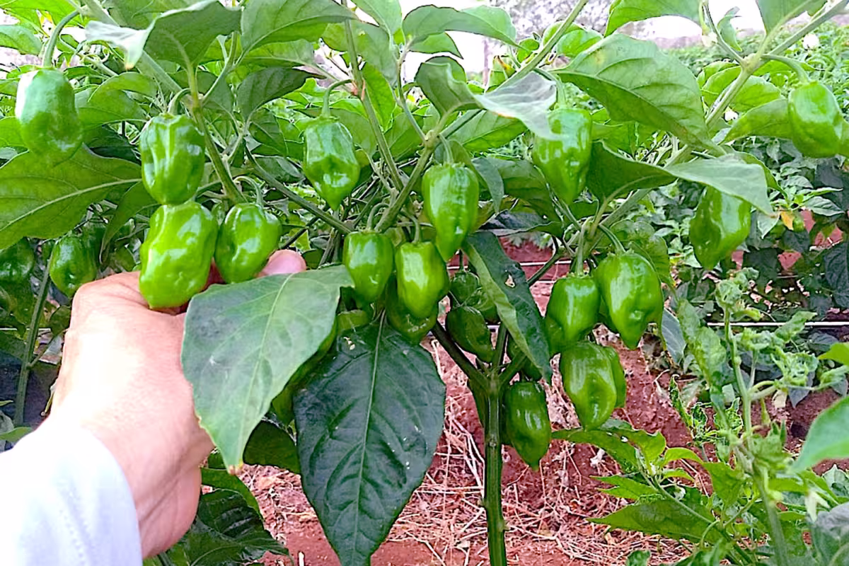 Como plantar tu propio árbol de chiles habaneros en Yucatán - PorEsto