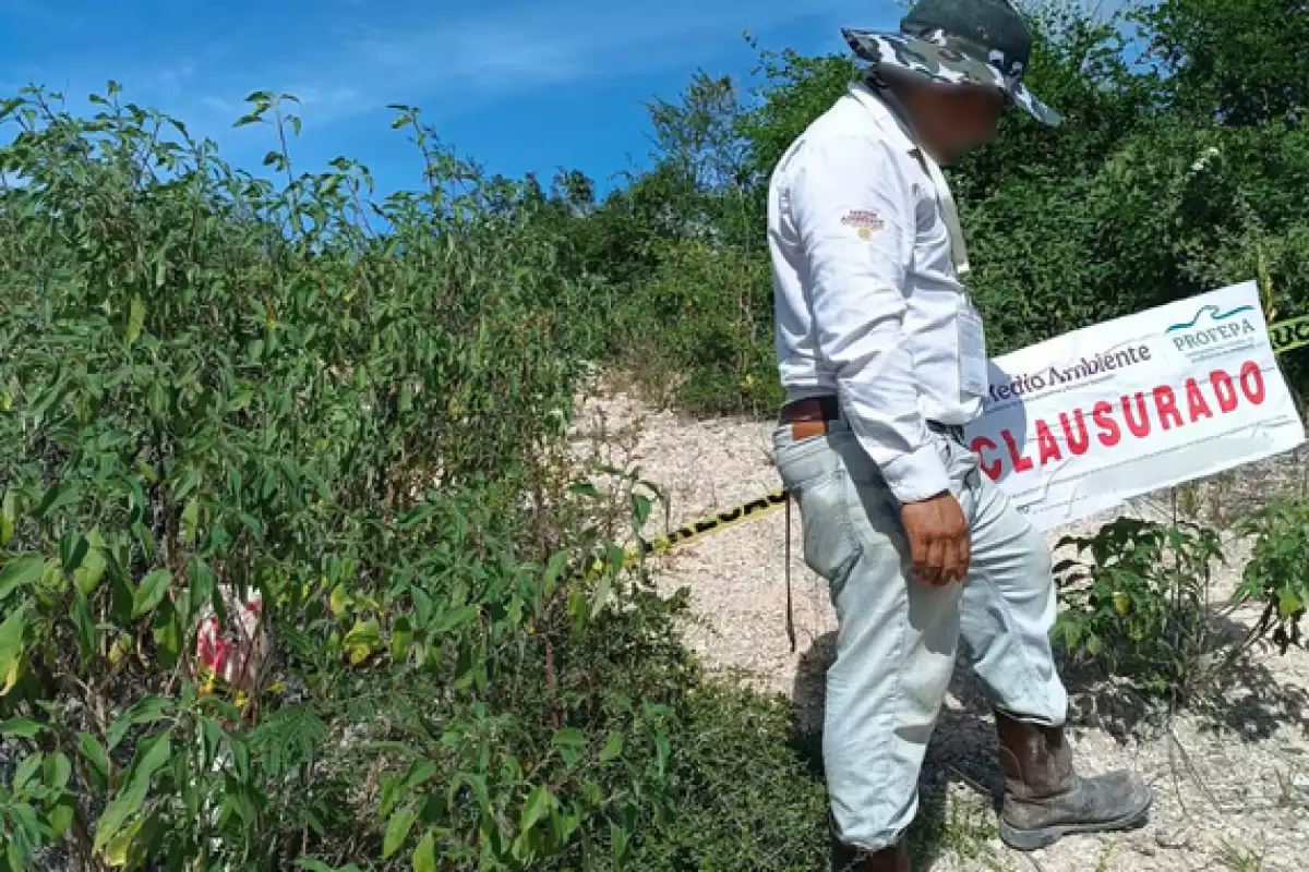 Más de 994 hectáreas afectadas por actividades ilegales en selvas y ...