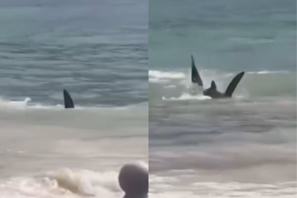 Así fue el ataque de un presunto tiburón a una raya en una playa de ...