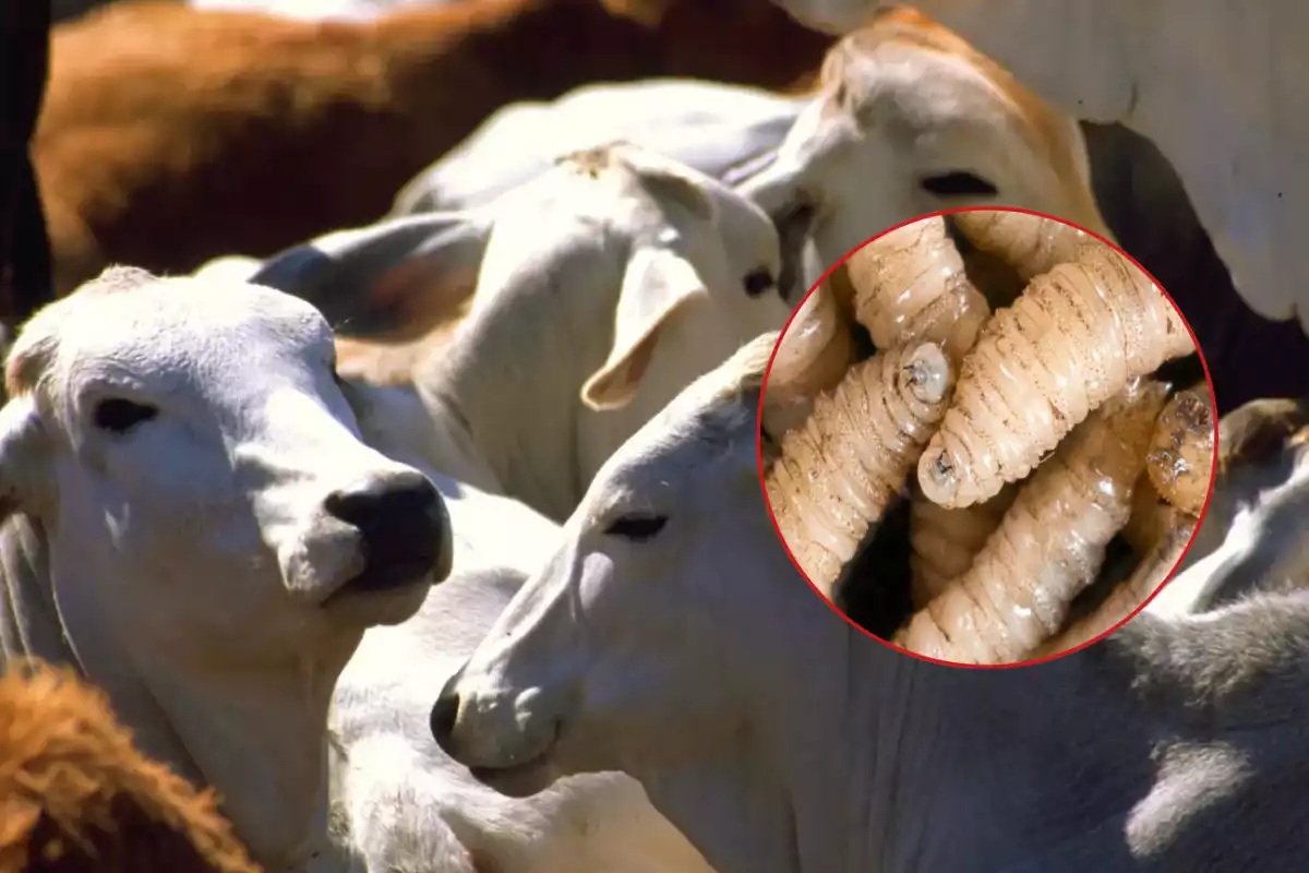 Subregistro de miasis eleva número real de casos en Quintana Roo - PorEsto