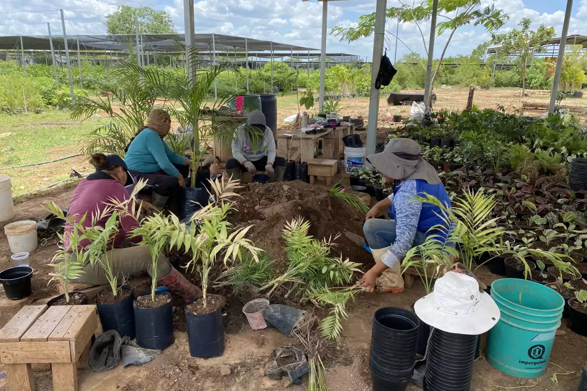 Mérida cultiva conciencia verde con más de 9 mil árboles plantados ...