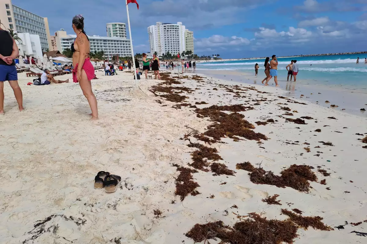 Recale de sargazo en costas de Quintana Roo repuntará 30% este 2025 - PorEsto