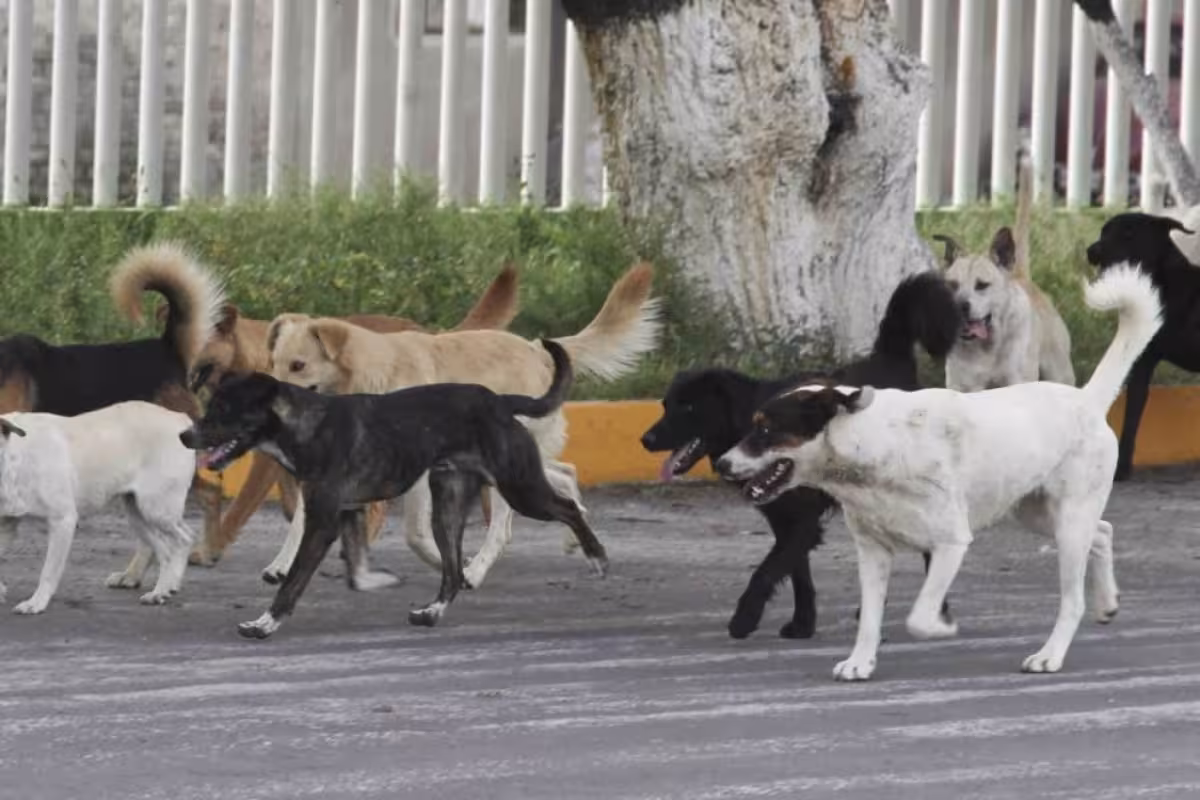 Yucatán registra un caso de mordedura de perro cada dos horas; hombres ...