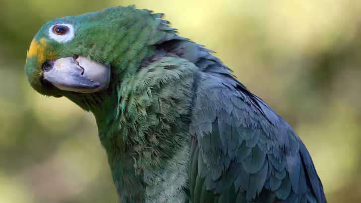 Avistan al loro más grande de México en Mérida: Fotógrafo logró ...