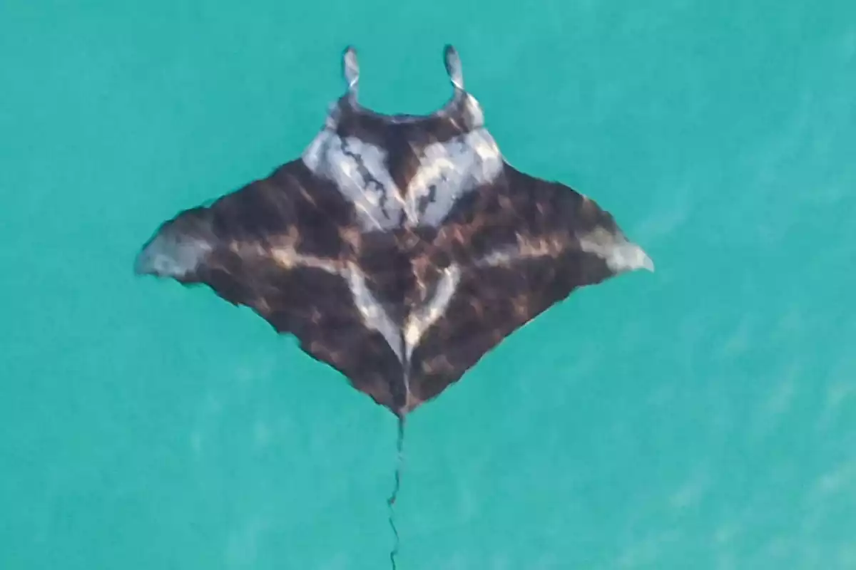 Confirman nueva especie de mantarraya gigante en el Atlántico, ¿Habita ...