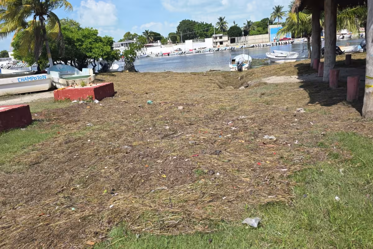Sargazo invade a “Boca del río”, Champotón - PorEsto