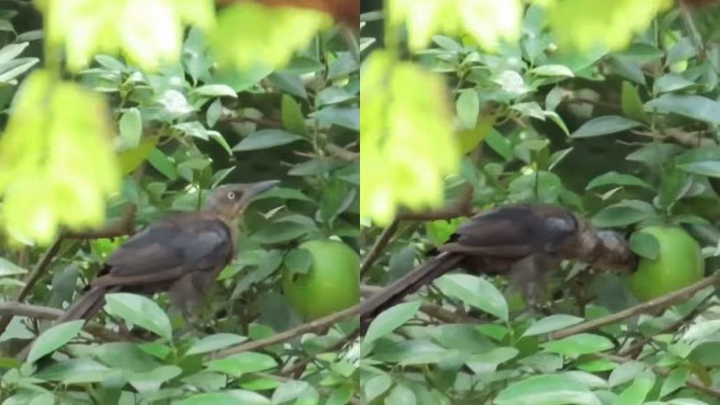 Naturaleza fascinante: Captan a un kau en Timucuy, Yucatán, disfrutando ...