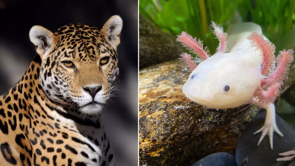 Día Mundial de los Animales: ¿Cuál es el origen y la importancia de ...