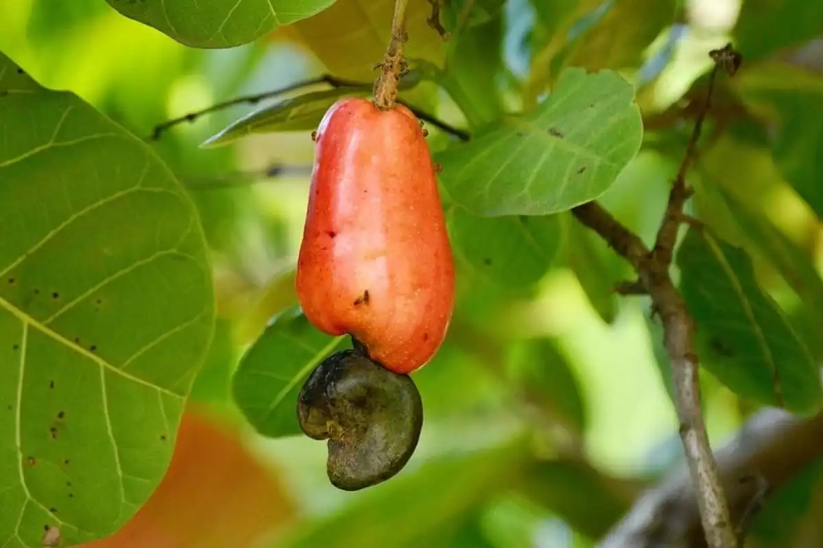 Fruta tropical única: su semilla crece por fuera y pocos la conocen ...