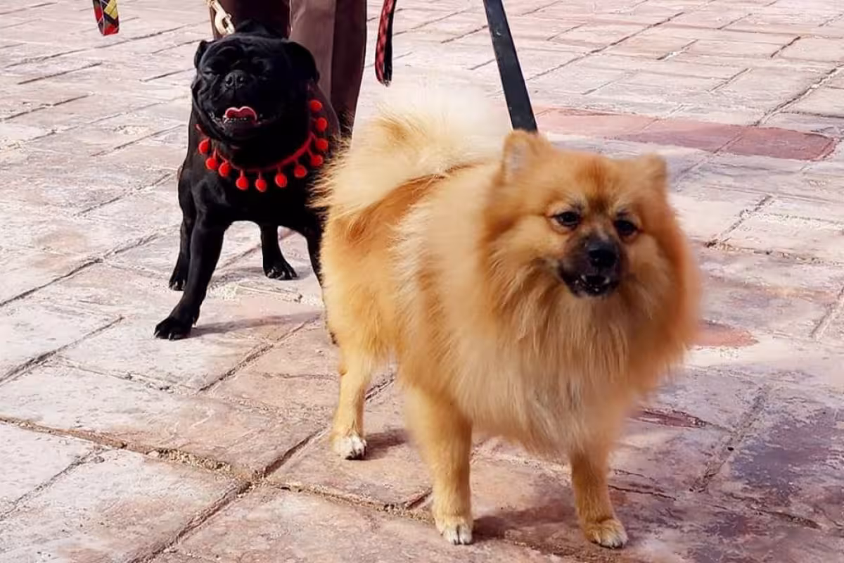 Joaquín Díaz Mena festeja a sus lomitos por el Día Mundial del Perro ...