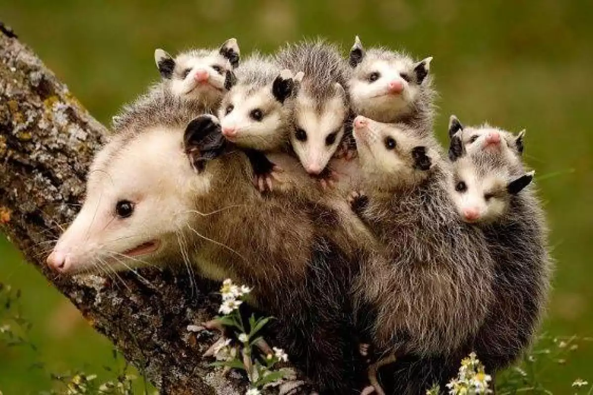 ¿Sabías que existen diferentes tipos de tlacuaches? Aquí te decimos los ...