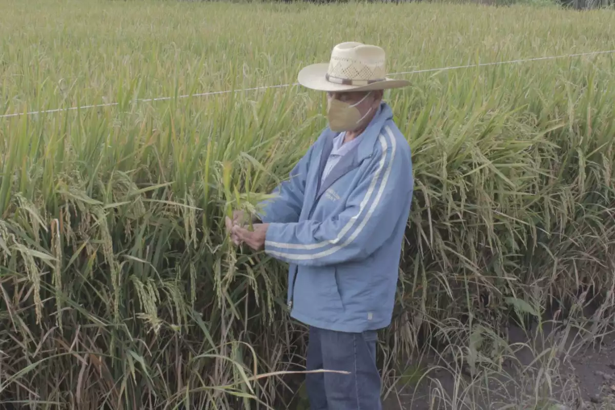 Claudia Sheinbaum salvó al sector arrocero de desaparecer en Campeche ...