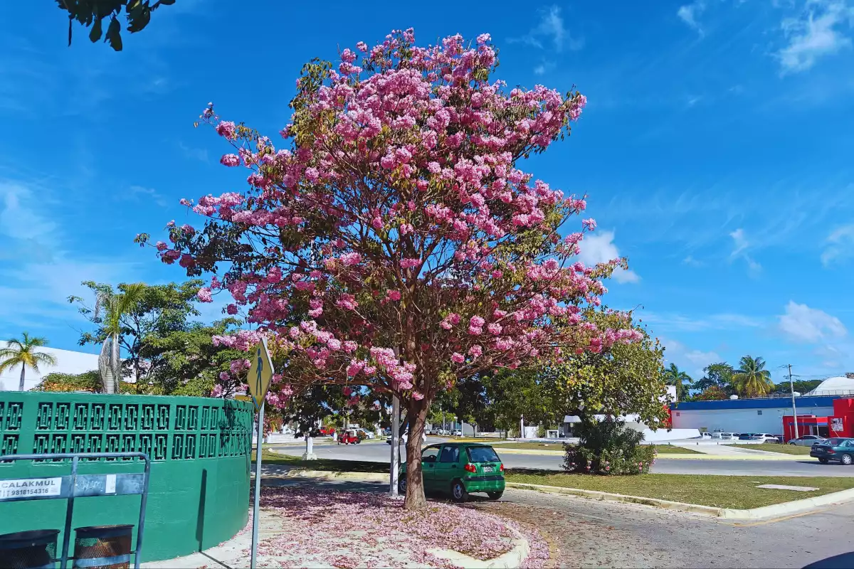 Maculís embellecen con su color rosado a Campeche: ¿Cuándo caen sus ...