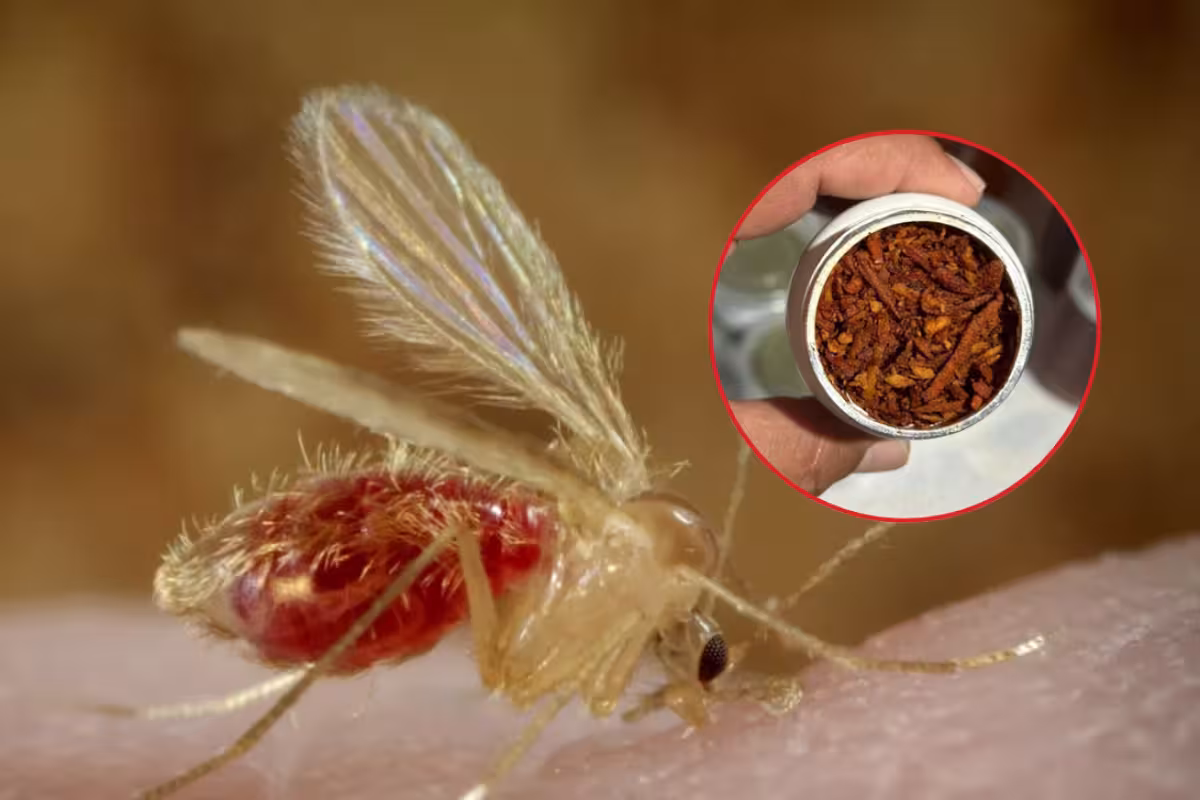 ¿Remedio para la leishmaniasis? Curandera maya crea medicina contra ...