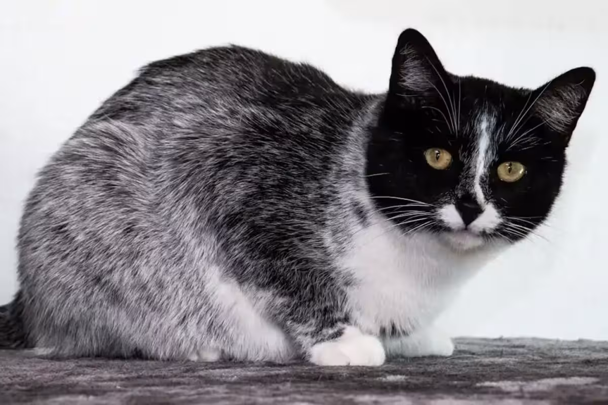 Gatos Salmiak: Este es el nuevo color de pelaje descubierto por ...