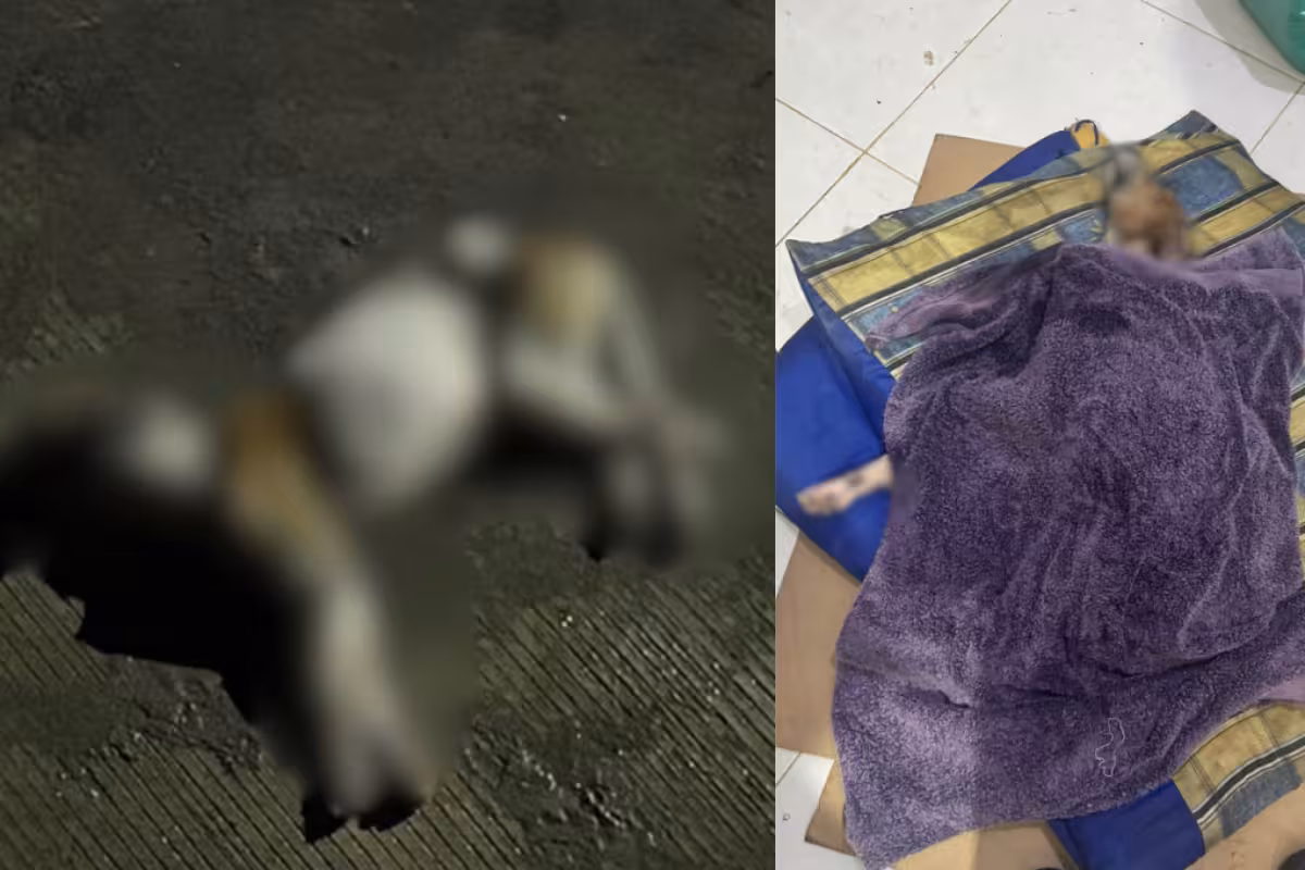 Crueldad animal en Ciudad del Carmen: Perrito enfermo muere tras ser ...